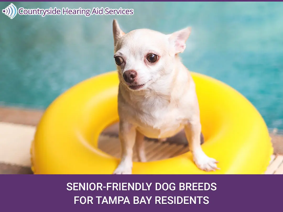 Senior-Friendly Dog Breeds For Tampa Bay Residents